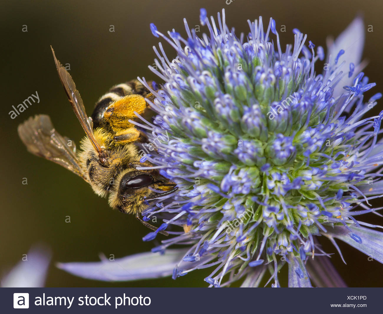 Yellow Legged Mining Bee High Resolution Stock Photography and Images ...