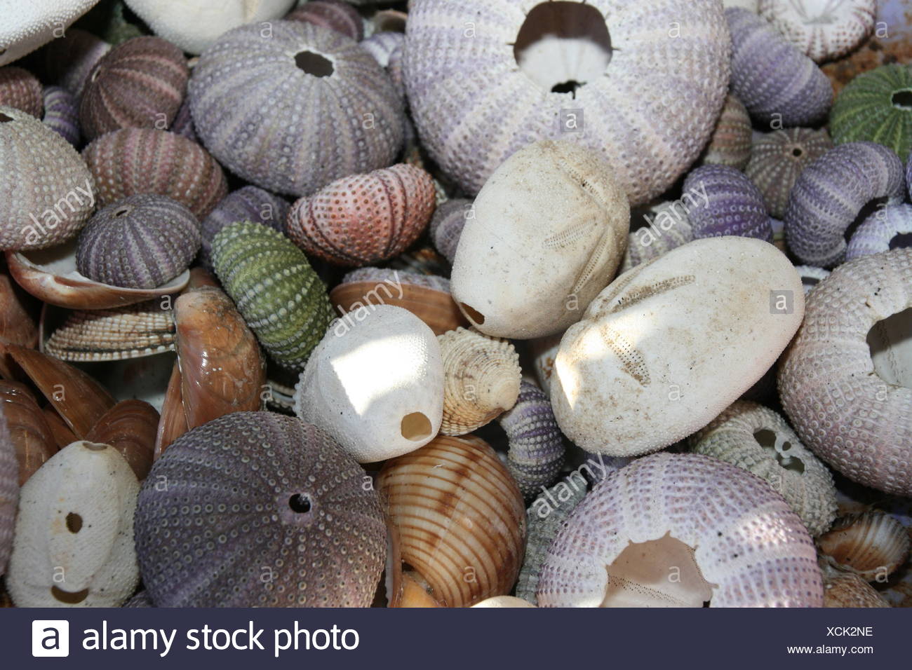 Strand Seeigel High Resolution Stock Photography and Images - Alamy