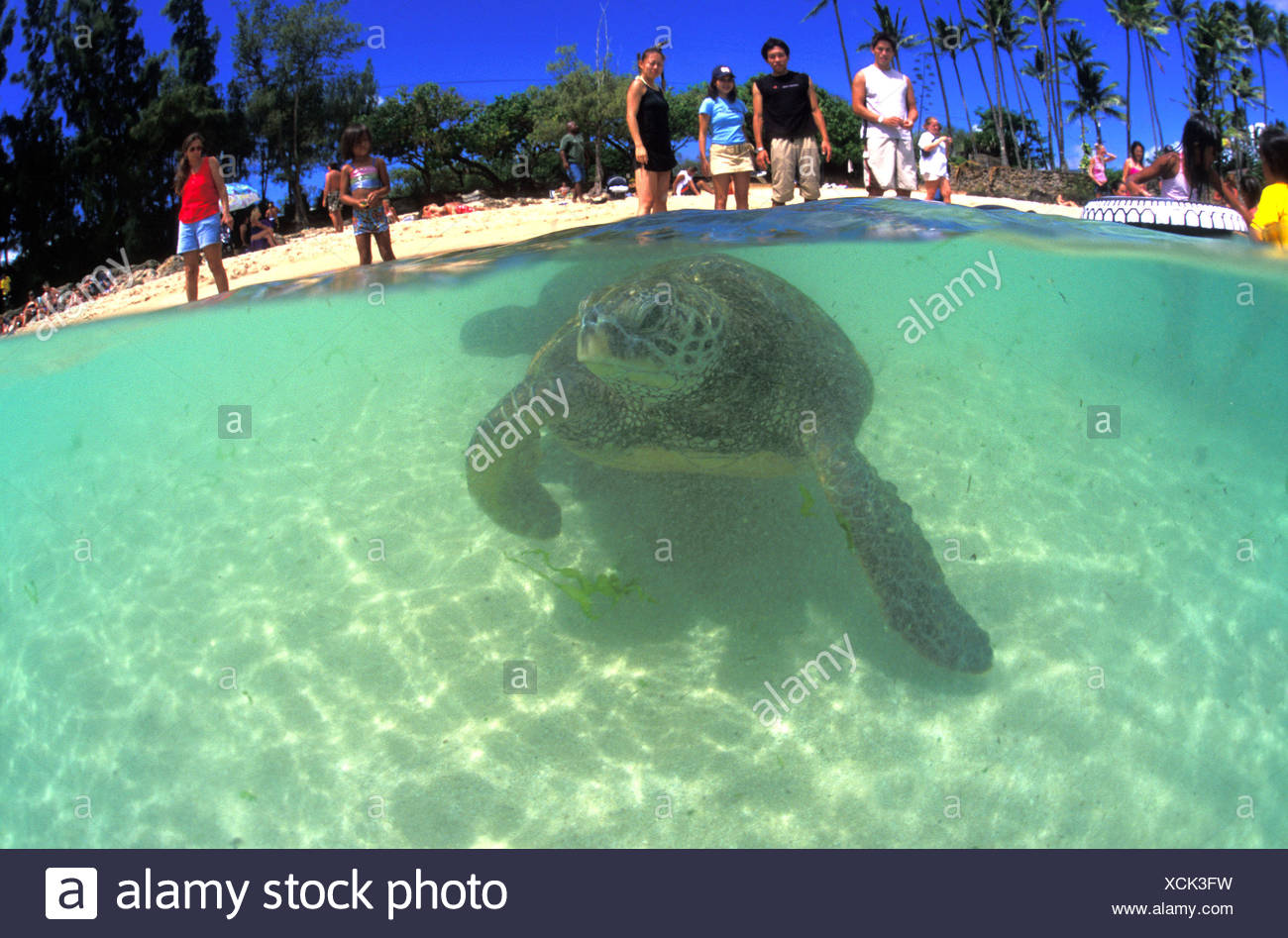 North Shore Of Oahu Turtles High Resolution Stock Photography and ...