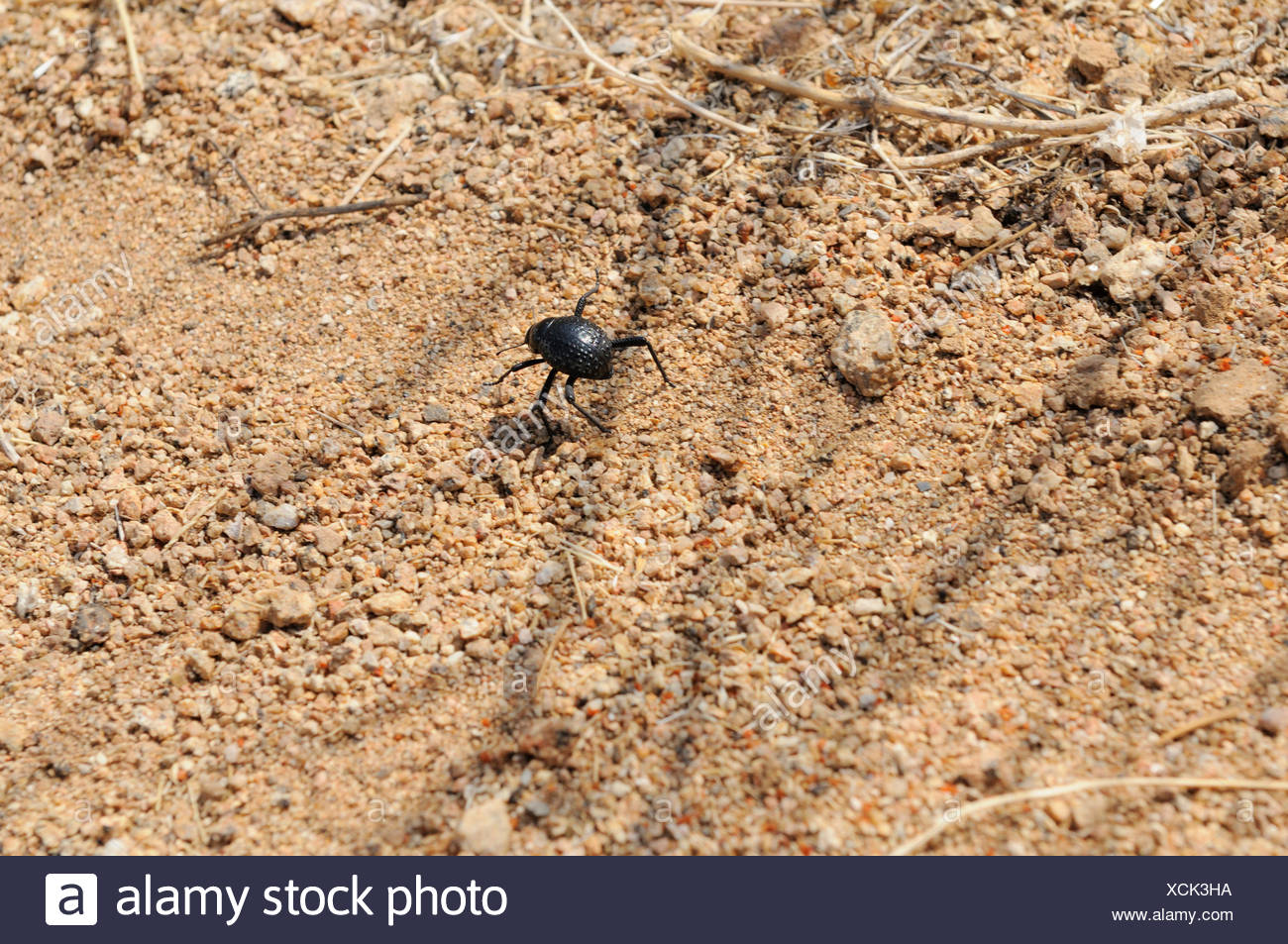 Namib Beetle High Resolution Stock Photography and Images - Alamy