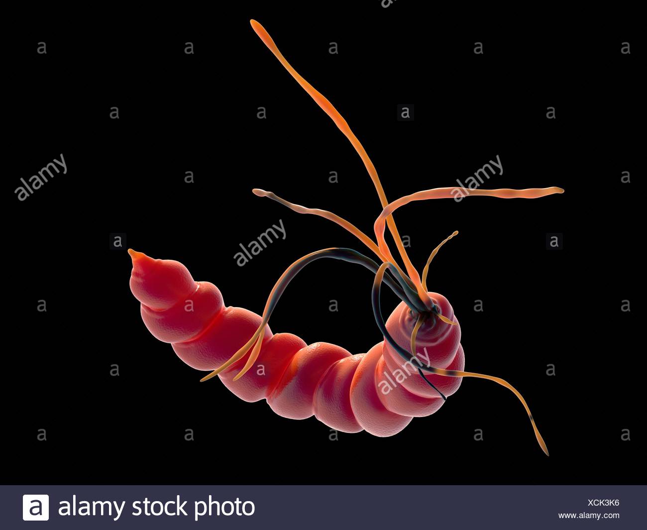 Helicobacter Pylori Bacteria High Resolution Stock Photography and ...