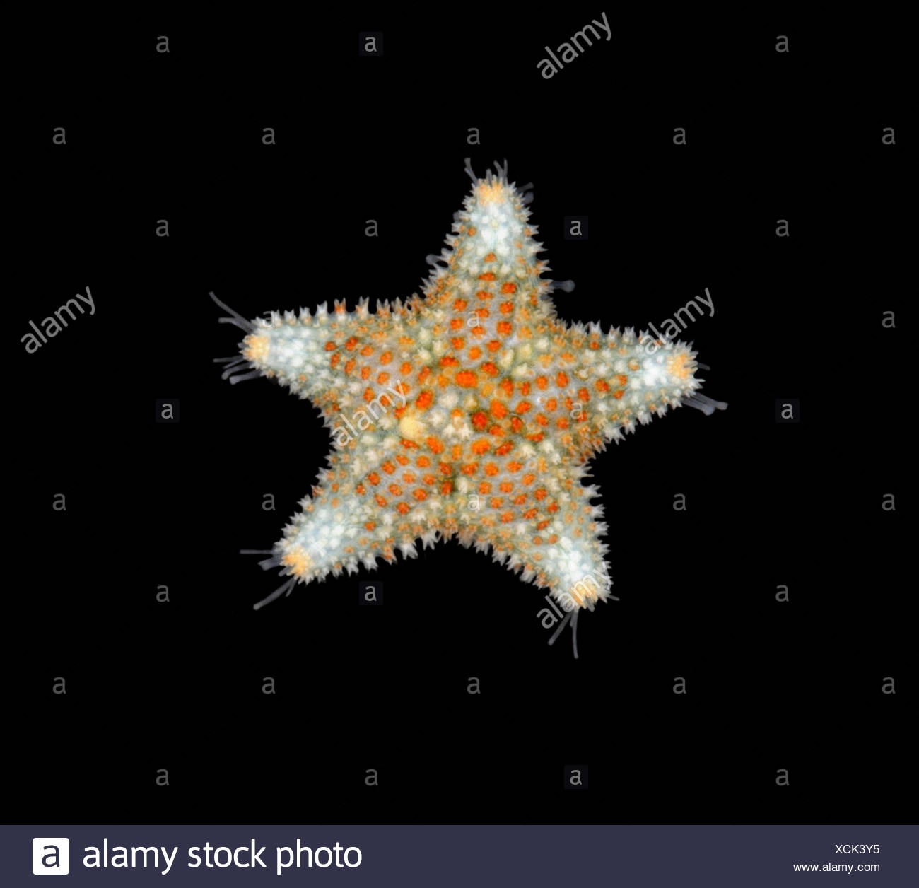 Asterina Stock Photos & Asterina Stock Images - Alamy