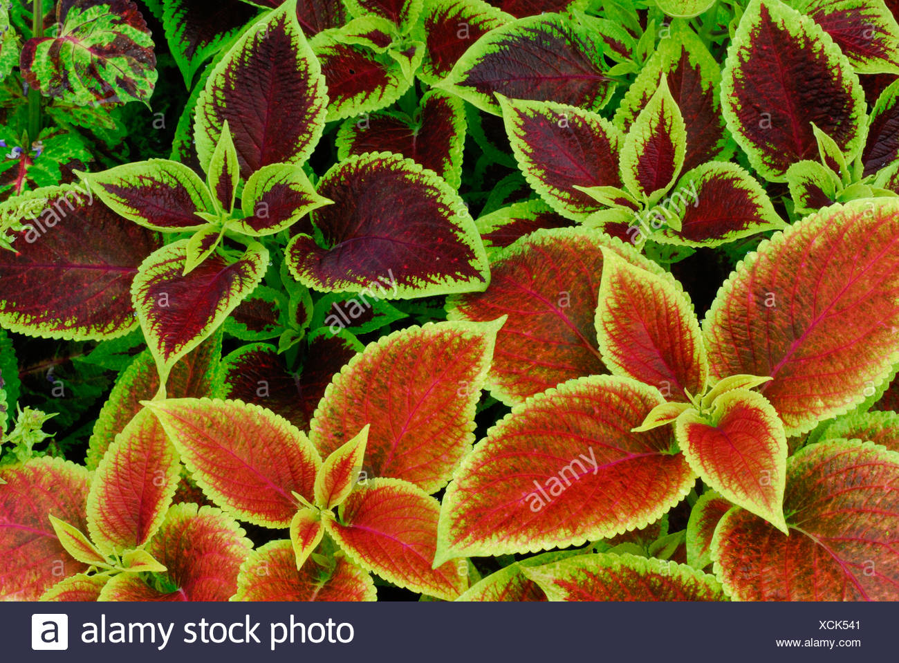 Solenostemon High Resolution Stock Photography and Images - Alamy