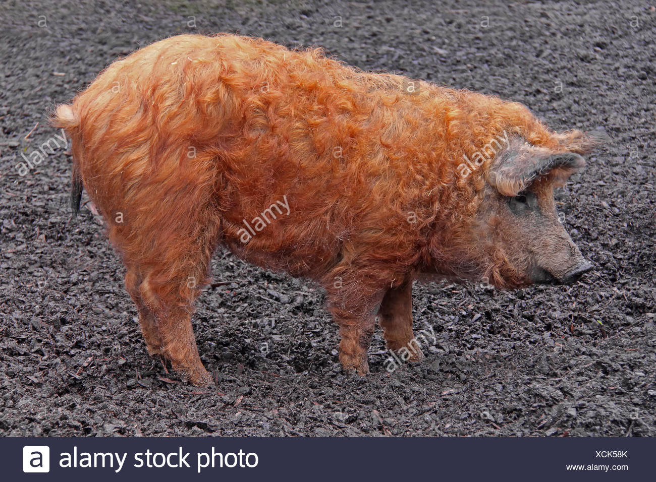 Curly Haired Pig High Resolution Stock Photography and Images - Alamy Curly Haired Pig High Resolution Stock Photography and Images - Alamy