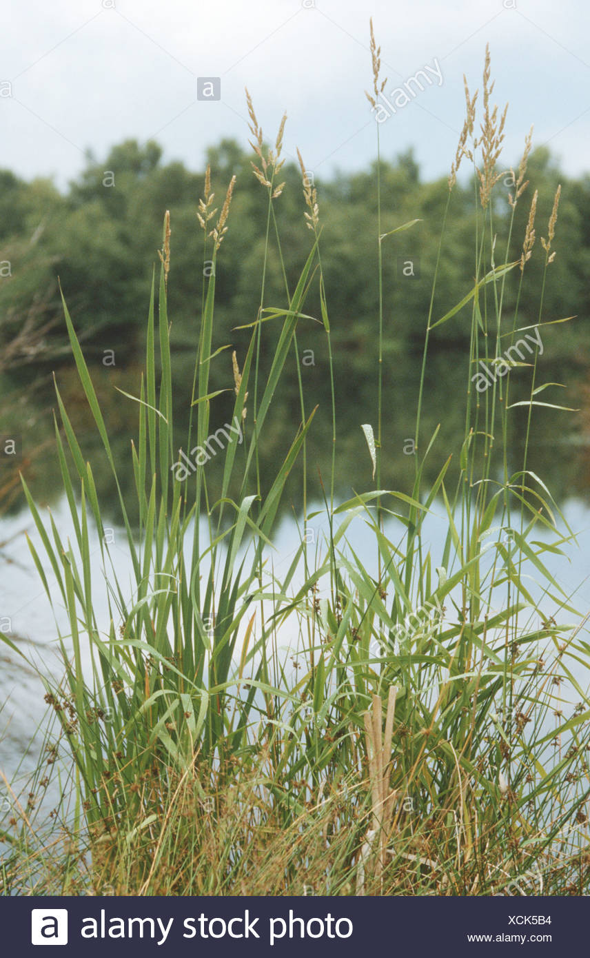 Reed Canary Grass Phalaris Arundinacea High Resolution Stock ...
