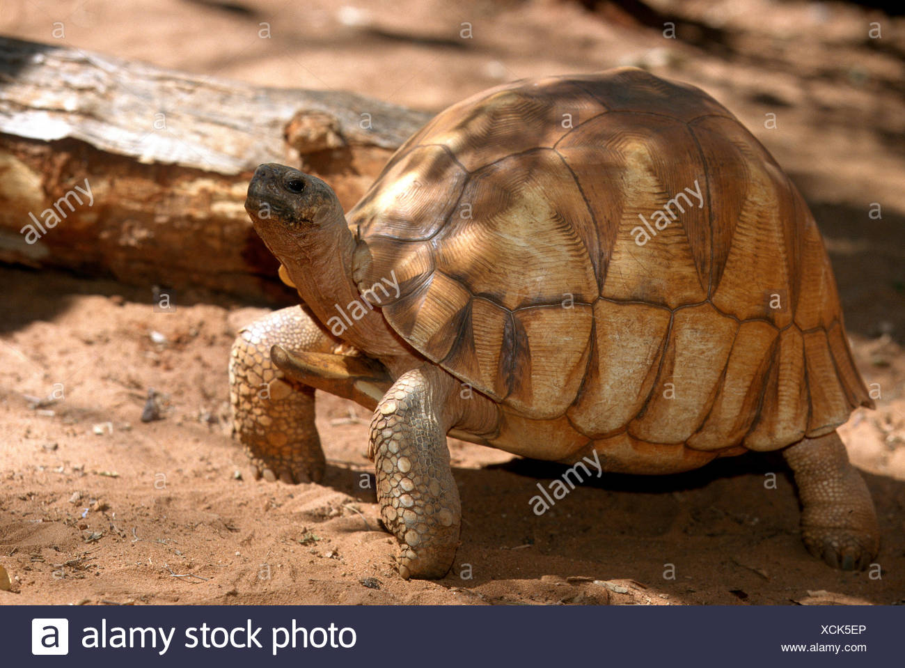 Ploughshare Stock Photos & Ploughshare Stock Images - Alamy