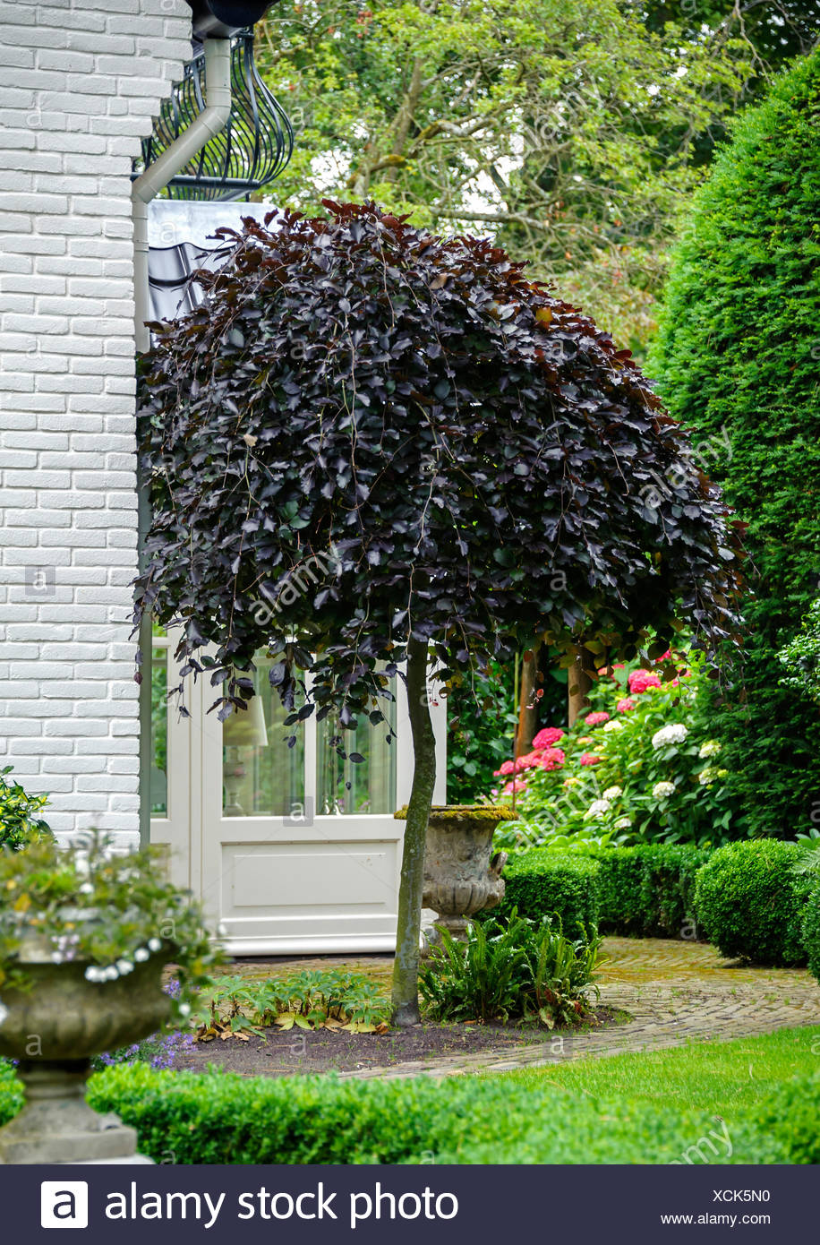 Purple Leaved High Resolution Stock Photography and Images - Alamy