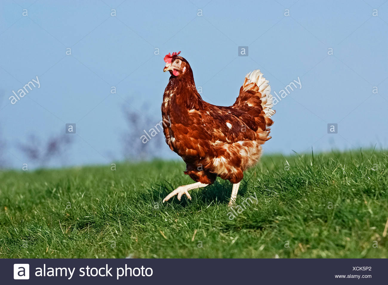 Lohmann Brown High Resolution Stock Photography and Images - Alamy