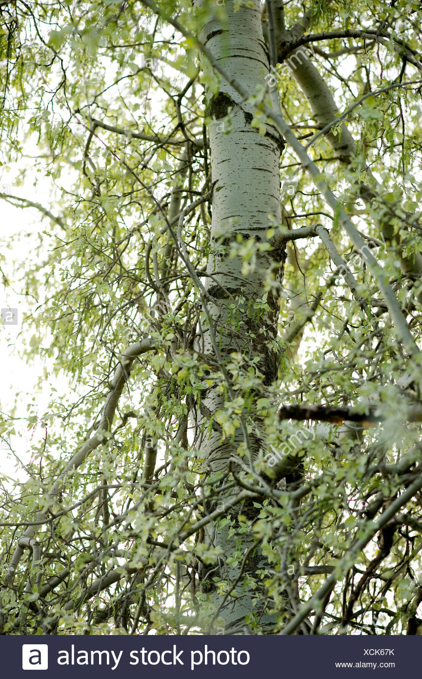 Willow Poplar High Resolution Stock Photography and Images - Alamy