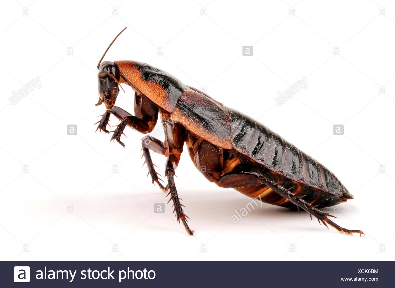 Cockroach Side View High Resolution Stock Photography and Images - Alamy