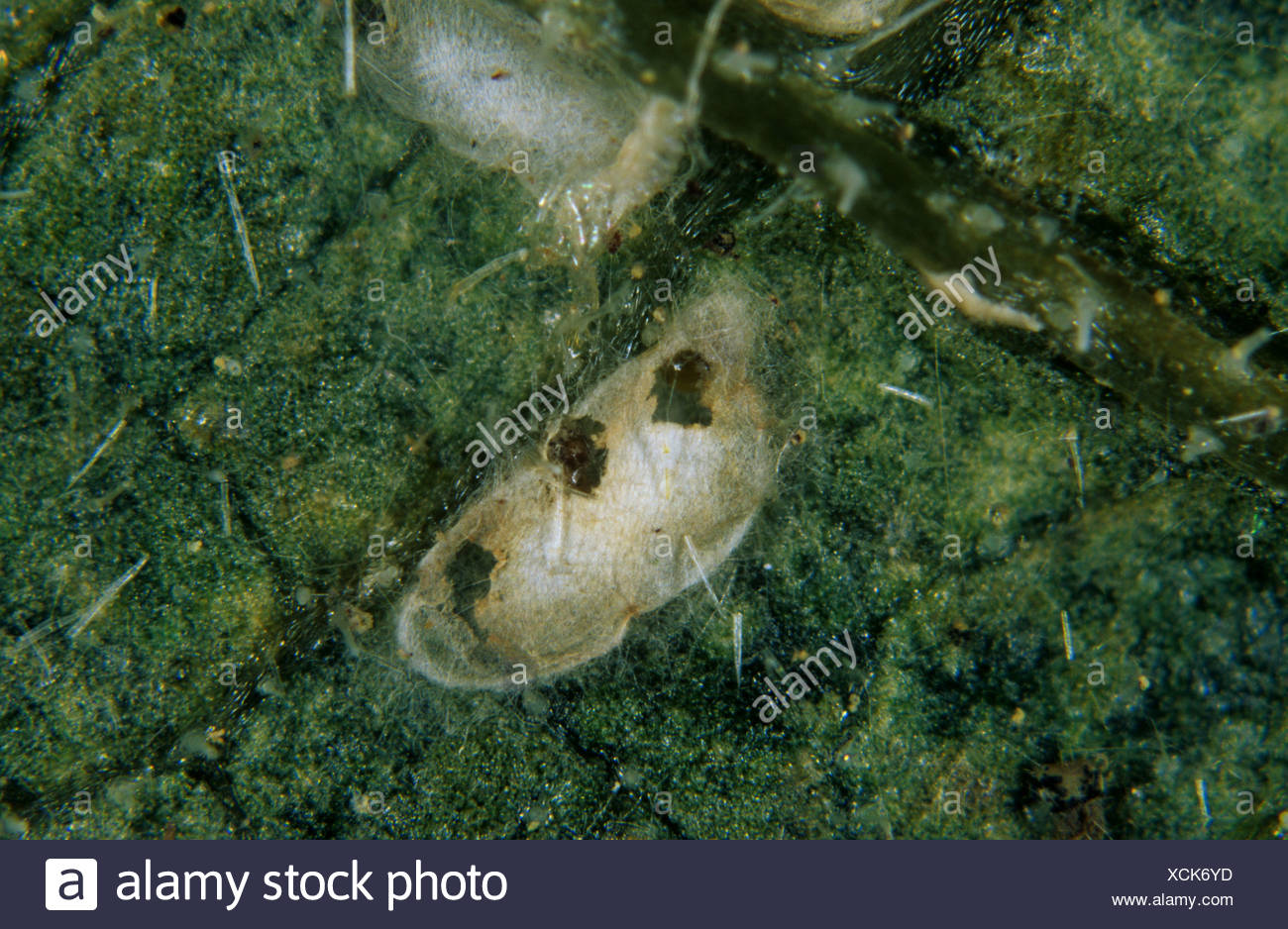 Acarisuga Stock Photos & Acarisuga Stock Images - Alamy
