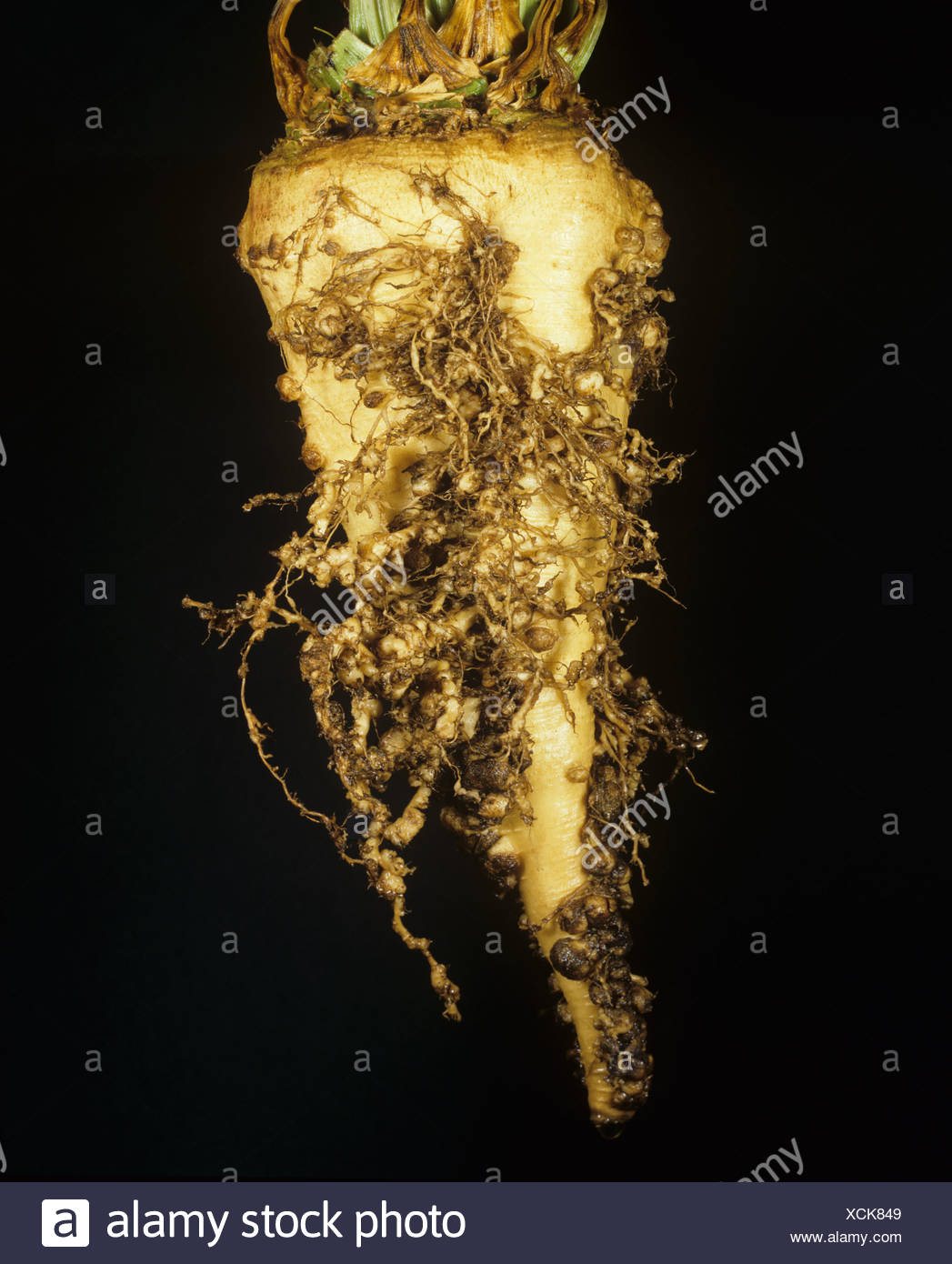 Root Knot Nematodes High Resolution Stock Photography and Images - Alamy