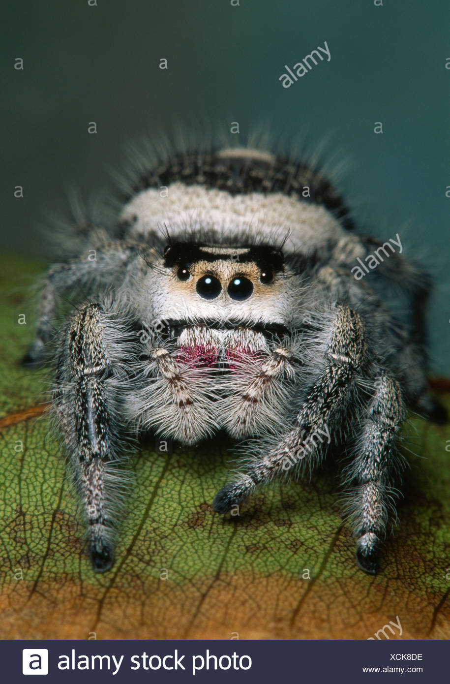 Jumping Spider Face High Resolution Stock Photography and Images - Alamy
