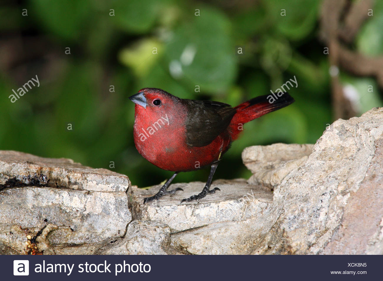 African Finches High Resolution Stock Photography and Images - Alamy