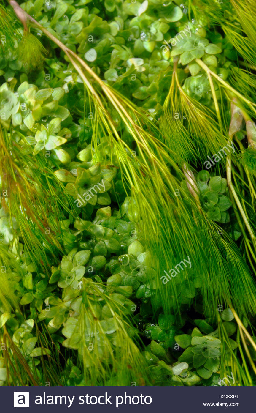 Blunt Fruited Water Starwort High Resolution Stock Photography and ...
