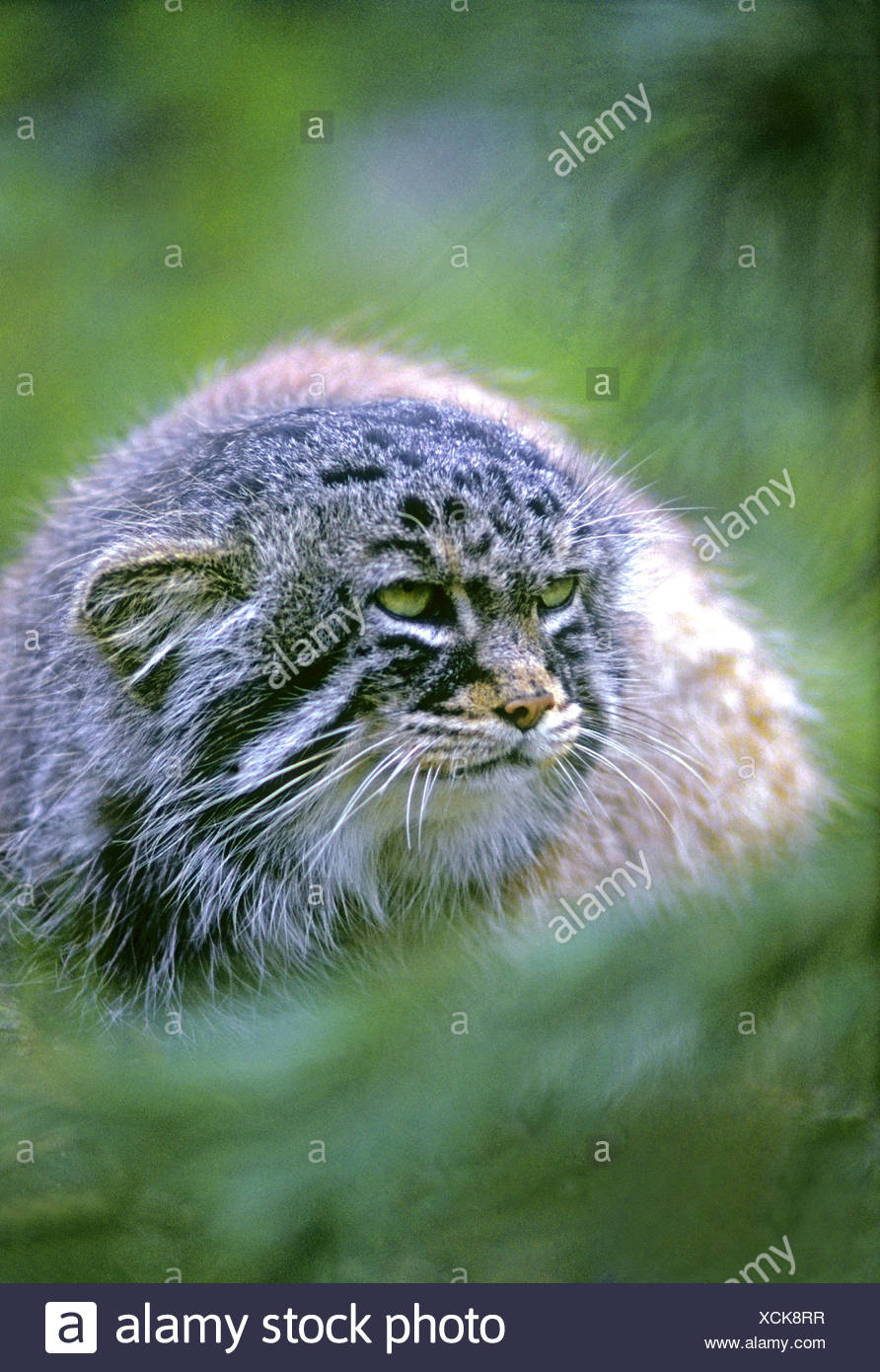 Pallass Cats High Resolution Stock Photography and Images - Alamy