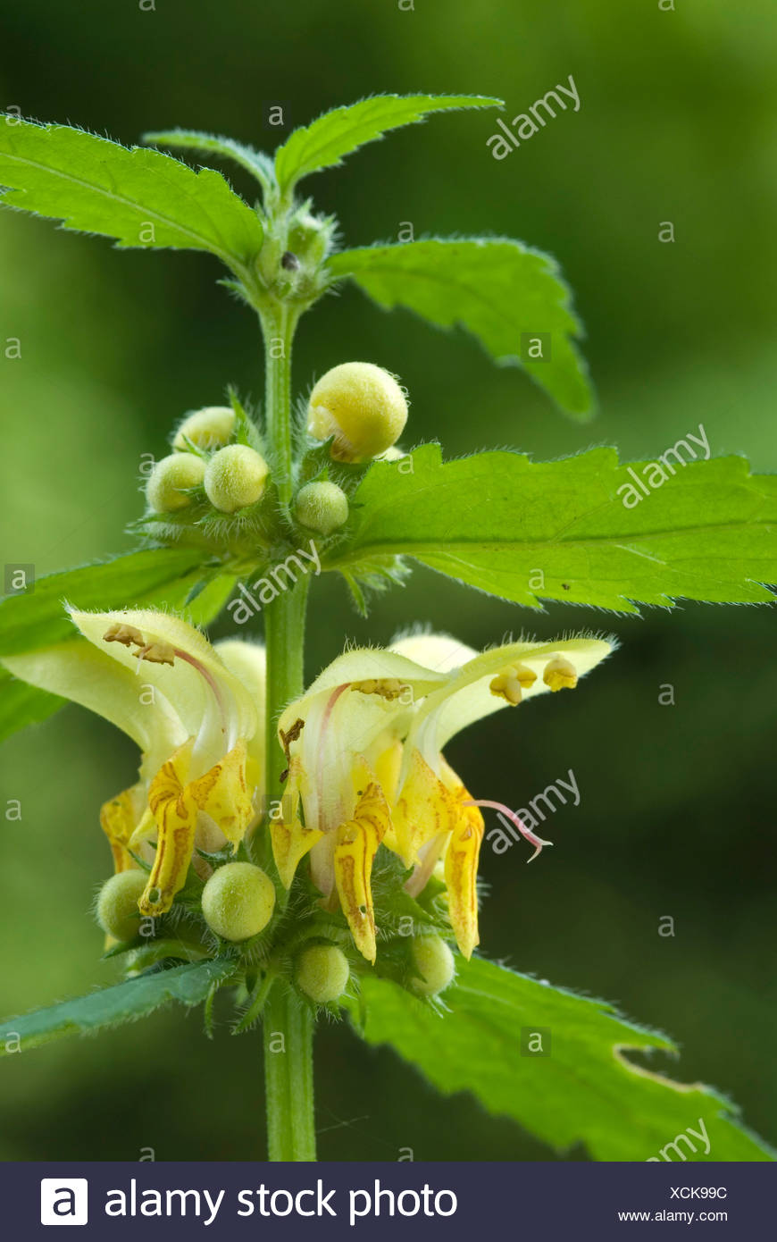 Archangel Photos High Resolution Stock Photography and Images - Alamy