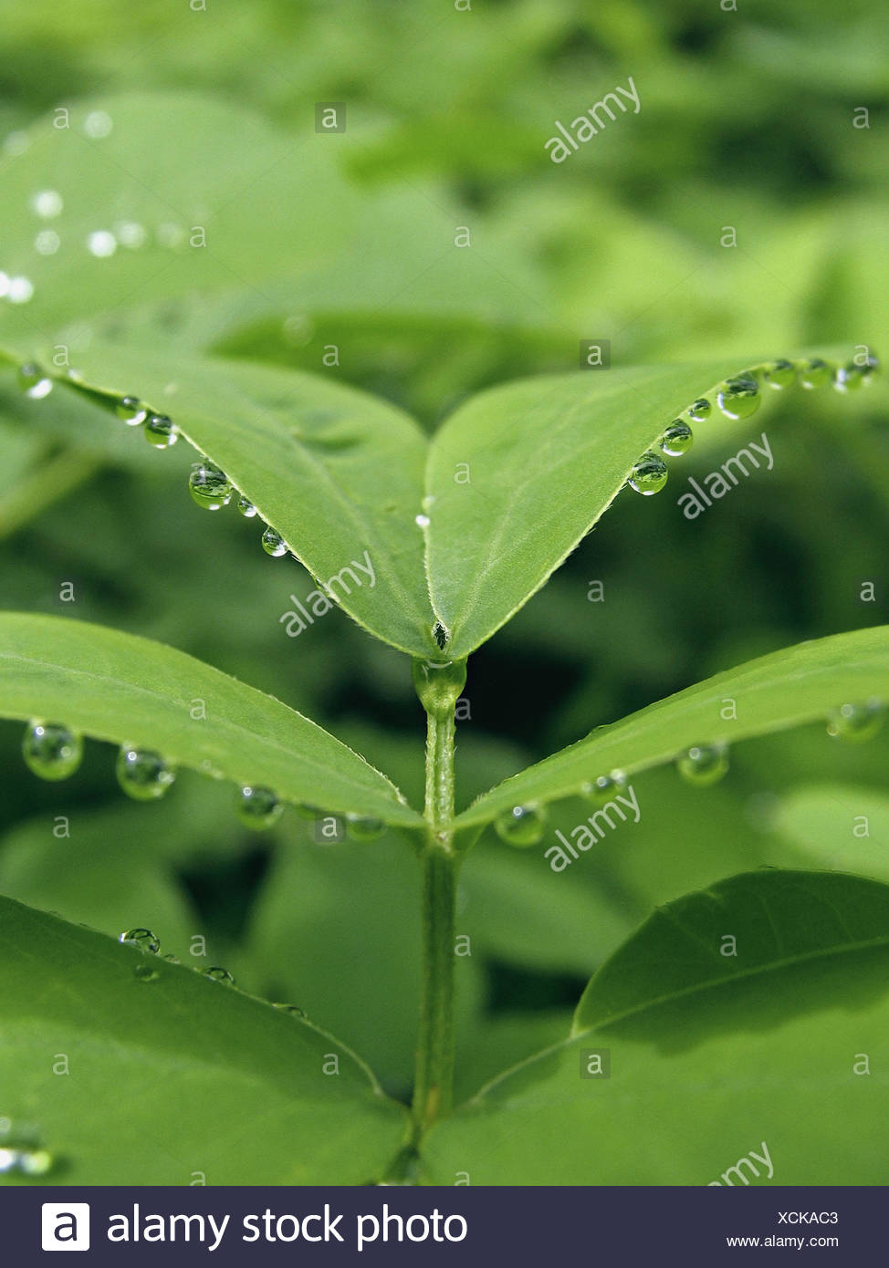 Sickle Leaves High Resolution Stock Photography and Images - Alamy