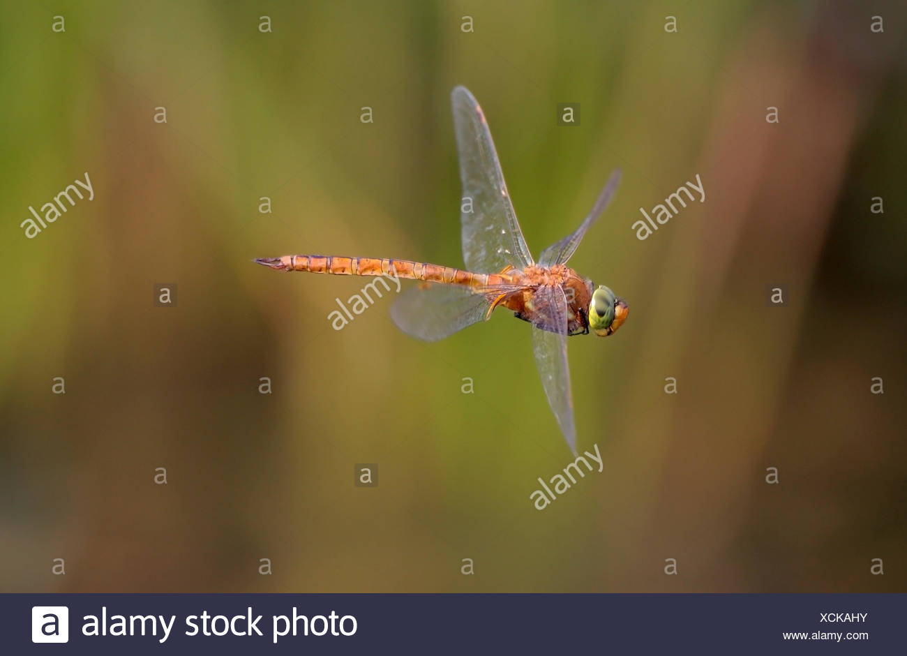 Norfolk Hawker Dragonfly High Resolution Stock Photography and Images ...