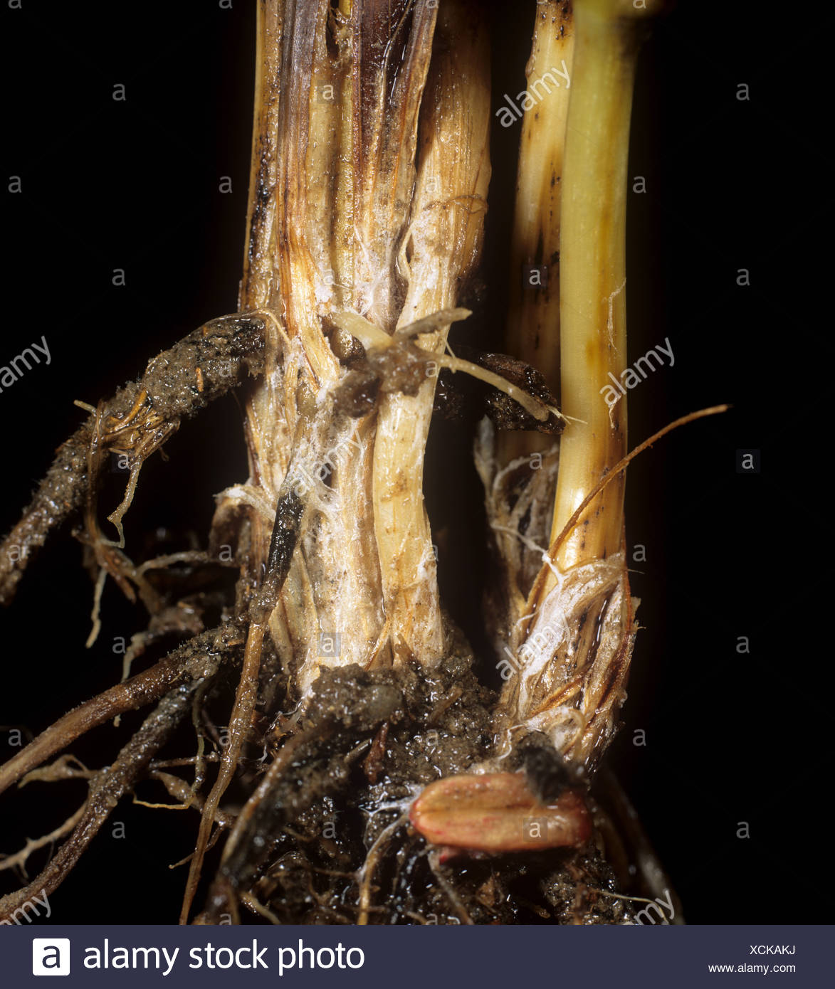 Fusarium Sp High Resolution Stock Photography and Images - Alamy