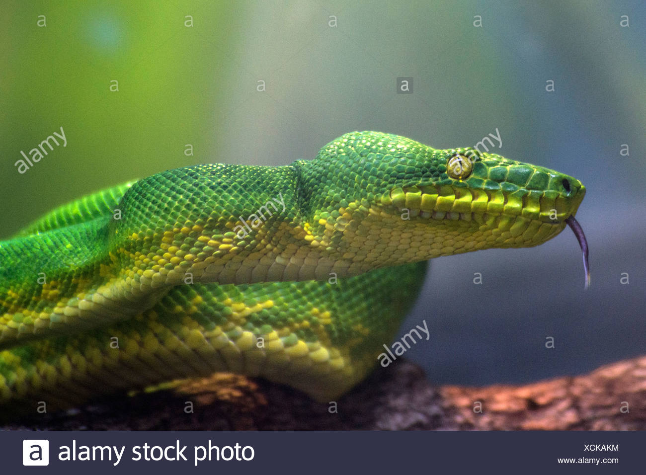 Emerald Tree Boa Snake High Resolution Stock Photography and Images - Alamy