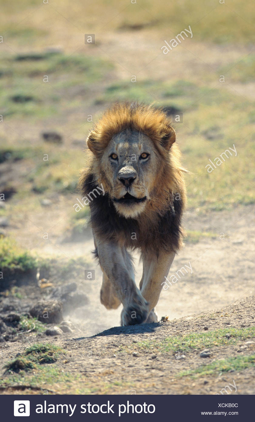 Lion Attack High Resolution Stock Photography and Images - Alamy