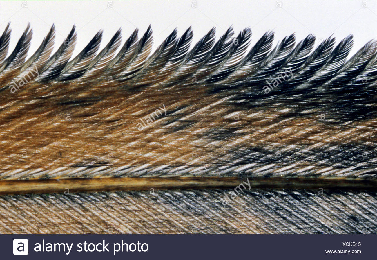 Owl Wing Feathers Stock Photos & Owl Wing Feathers Stock Images - Alamy