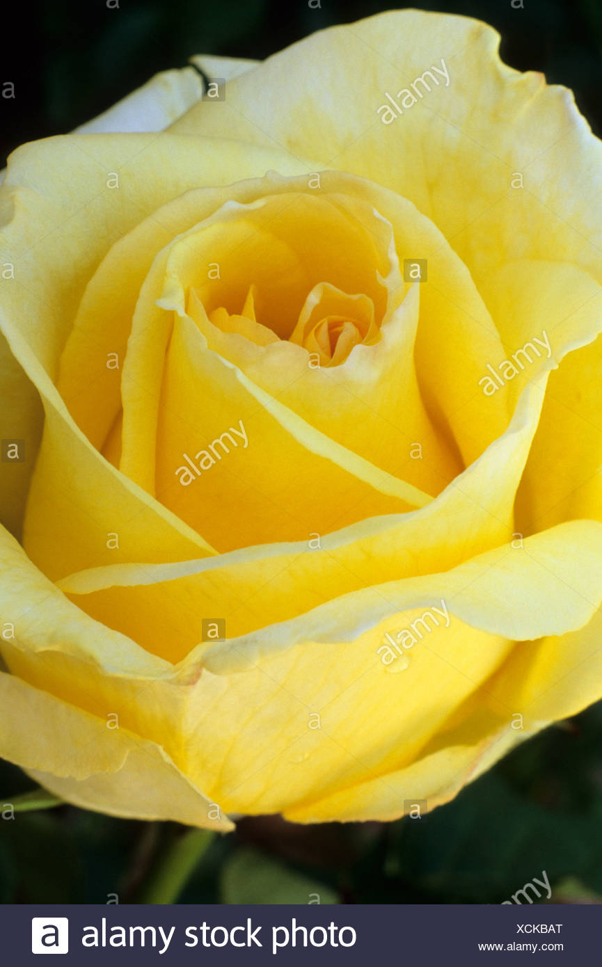 Elina Rose Stock Photos & Elina Rose Stock Images - Alamy