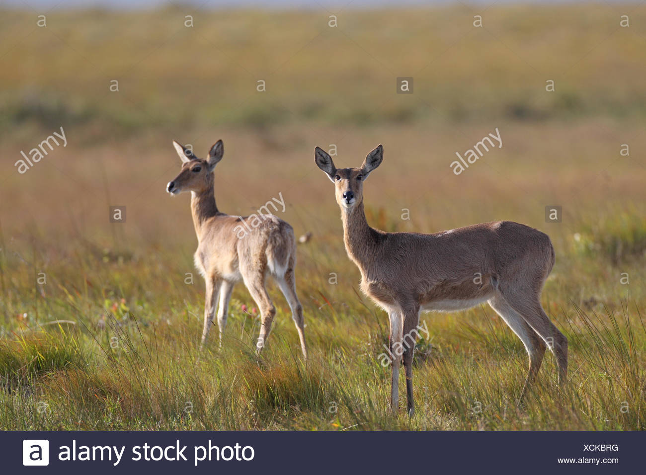 Redunca Arundinum High Resolution Stock Photography and Images - Alamy