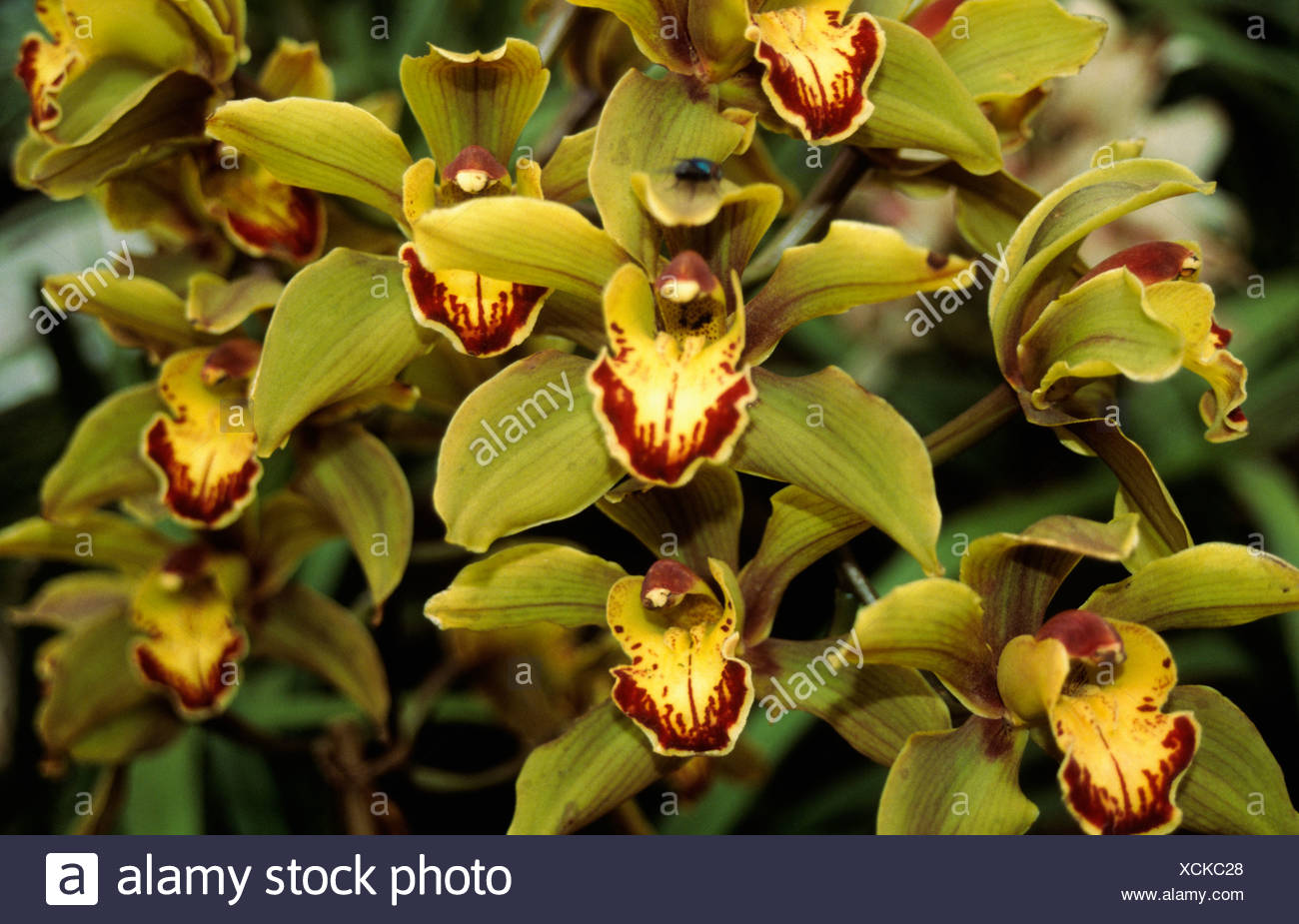 Orchid Flower In Sikkim High Resolution Stock Photography and Images ...