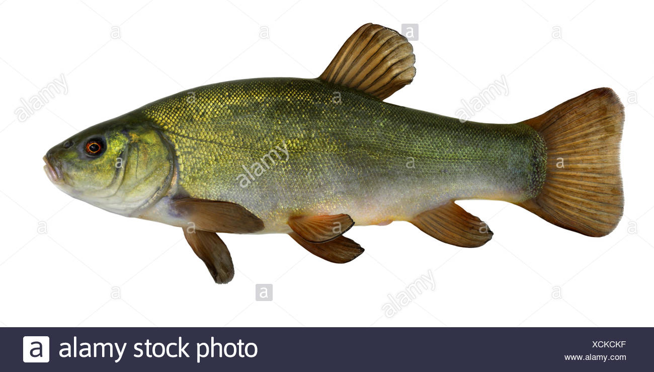 Green Tench High Resolution Stock Photography and Images - Alamy