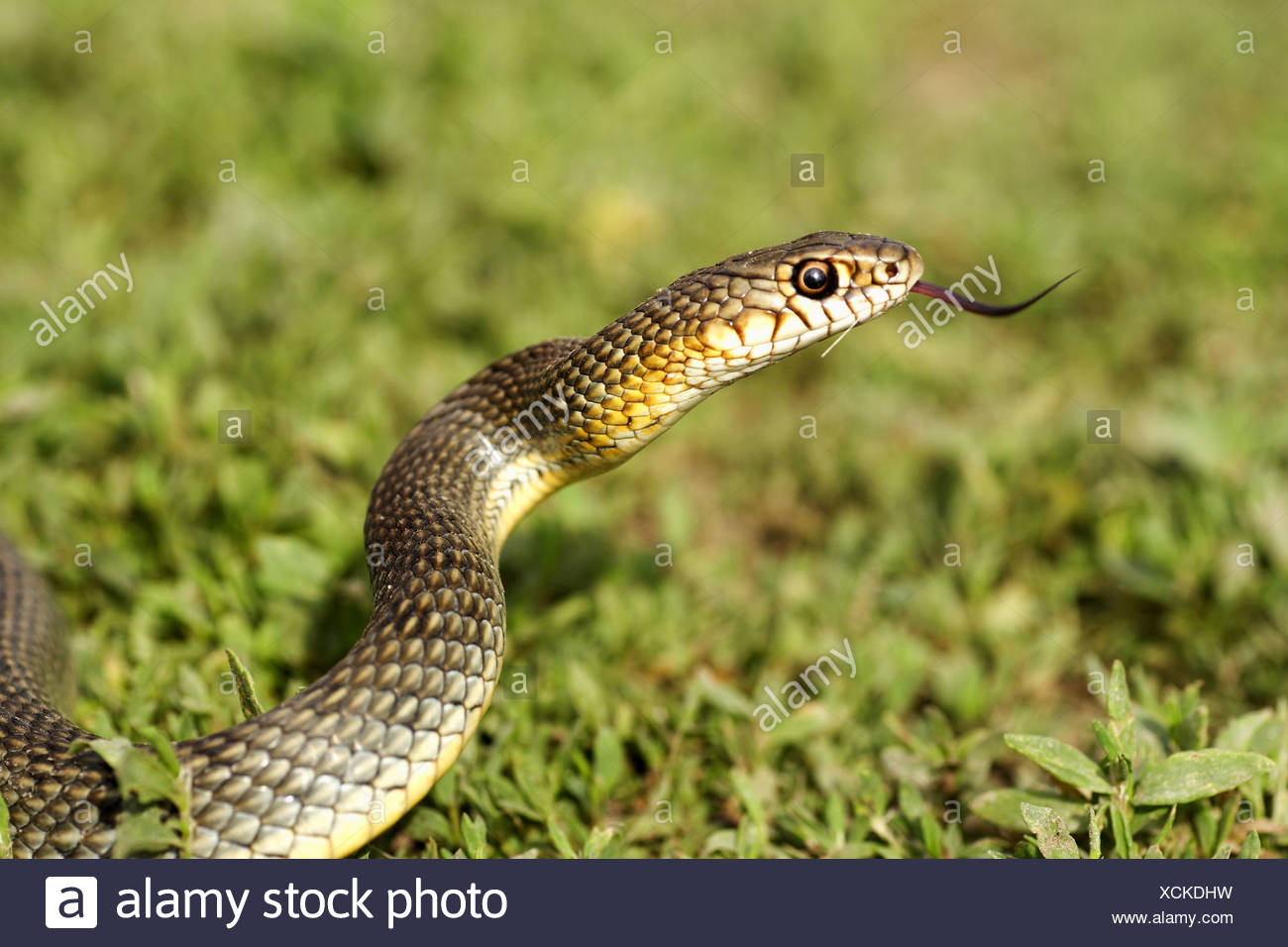 Coluber Jugularis High Resolution Stock Photography and Images - Alamy