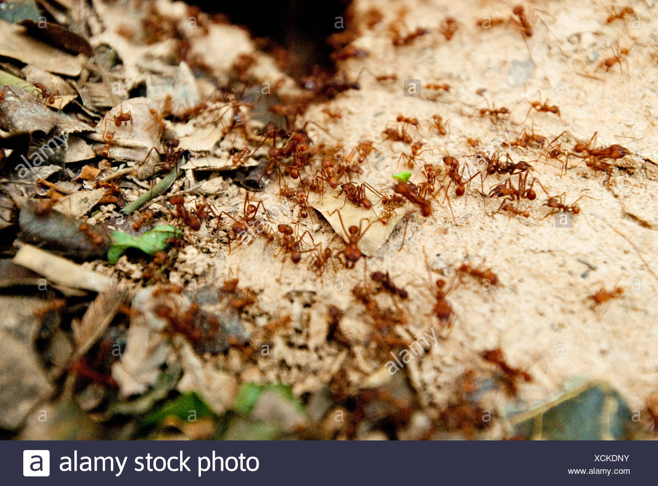 Bullet Ants High Resolution Stock Photography and Images - Alamy
