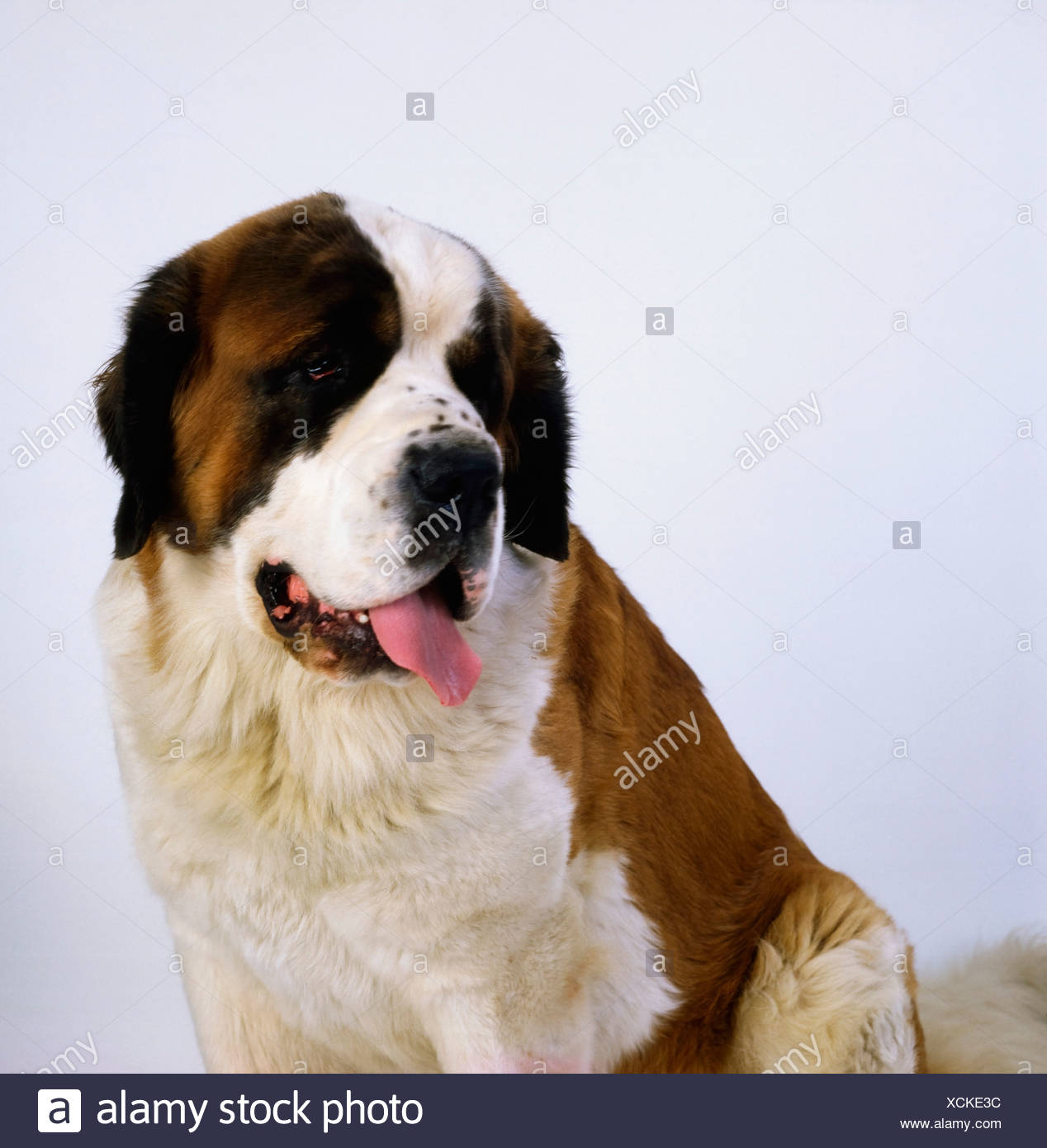 Bernhardshund High Resolution Stock Photography and Images - Alamy