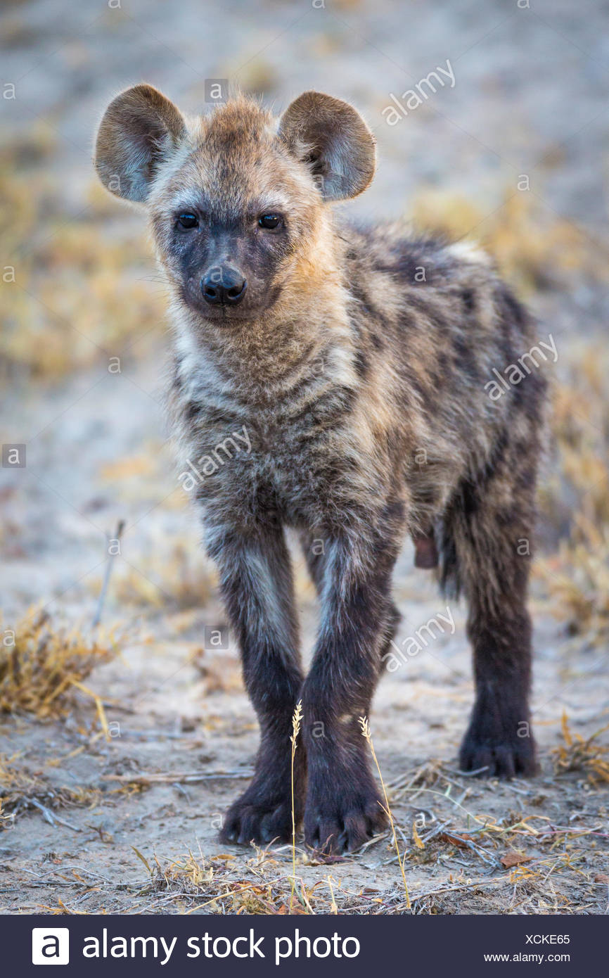 Young Laughing Hyena High Resolution Stock Photography and Images - Alamy