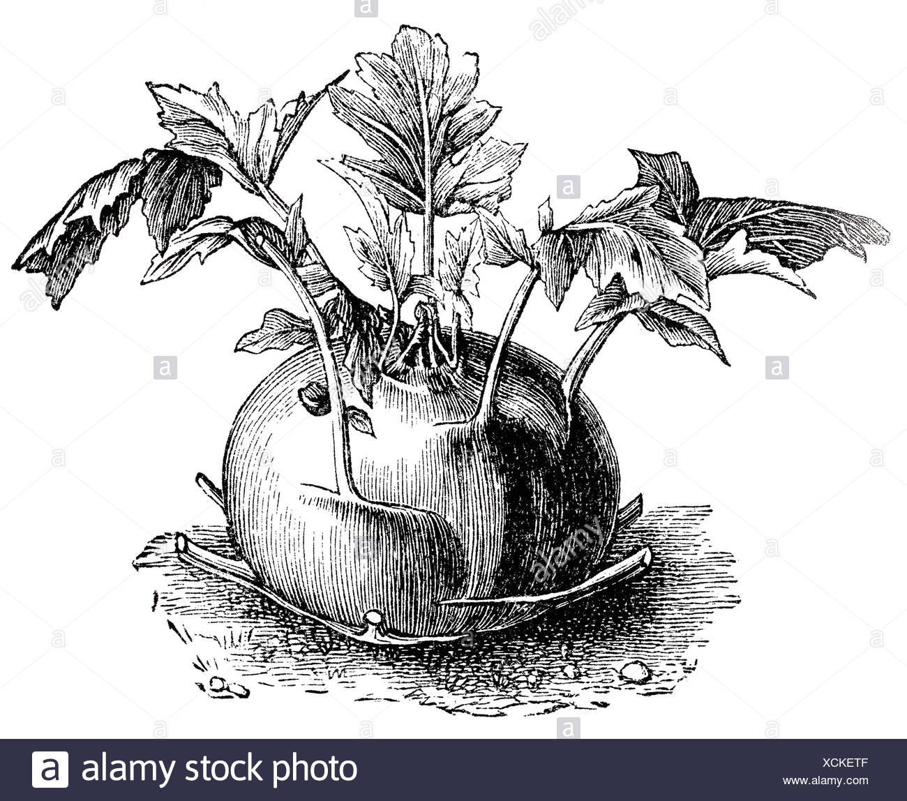 Kohlrabi Drawing Stock Photos & Kohlrabi Drawing Stock Images - Alamy