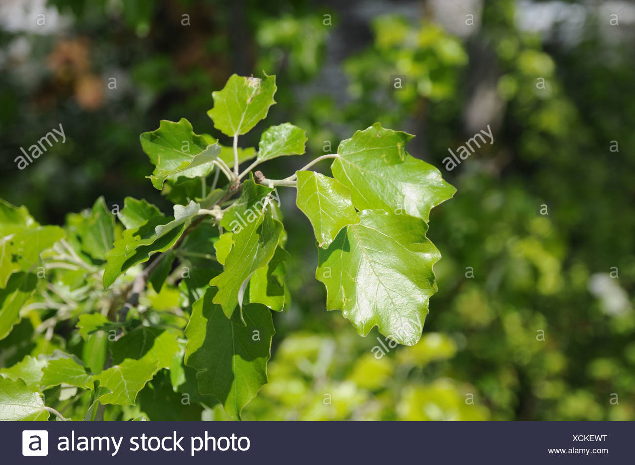 White Poplar Tree High Resolution Stock Photography and Images - Alamy