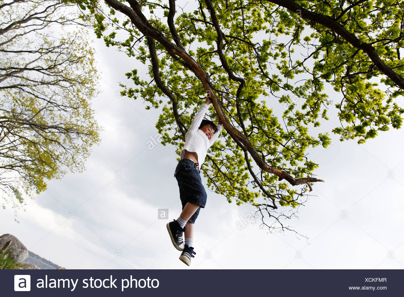 Boy Hanging From Branch Tree Stock Photos & Boy Hanging From Branch ...