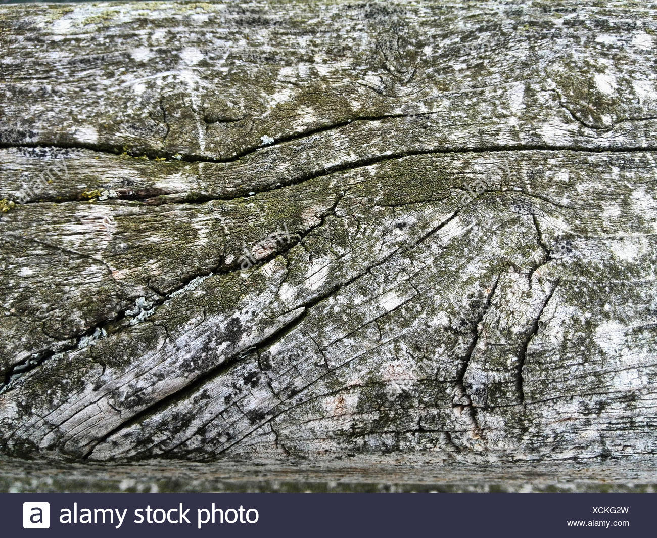 Moldy Wood High Resolution Stock Photography and Images - Alamy