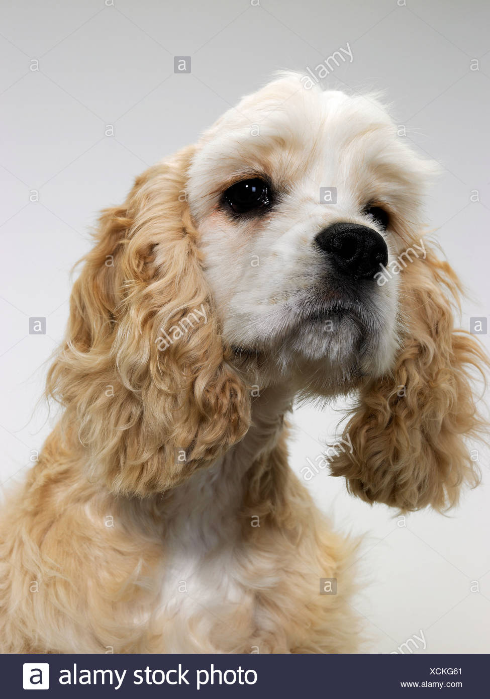 Spaniel Dog Vertical High Resolution Stock Photography and Images - Alamy