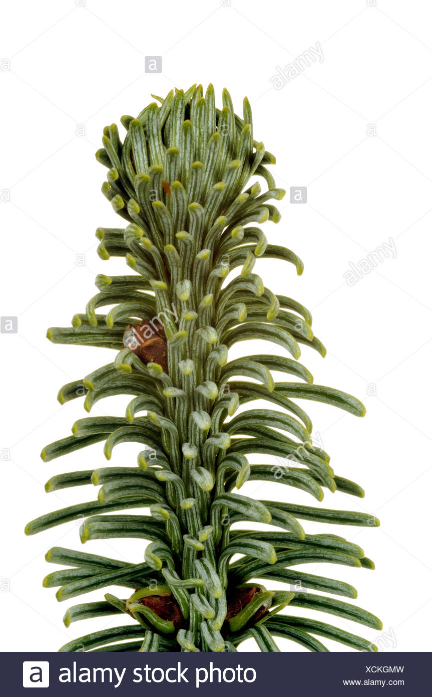 Close Up Noble Fir High Resolution Stock Photography and Images - Alamy