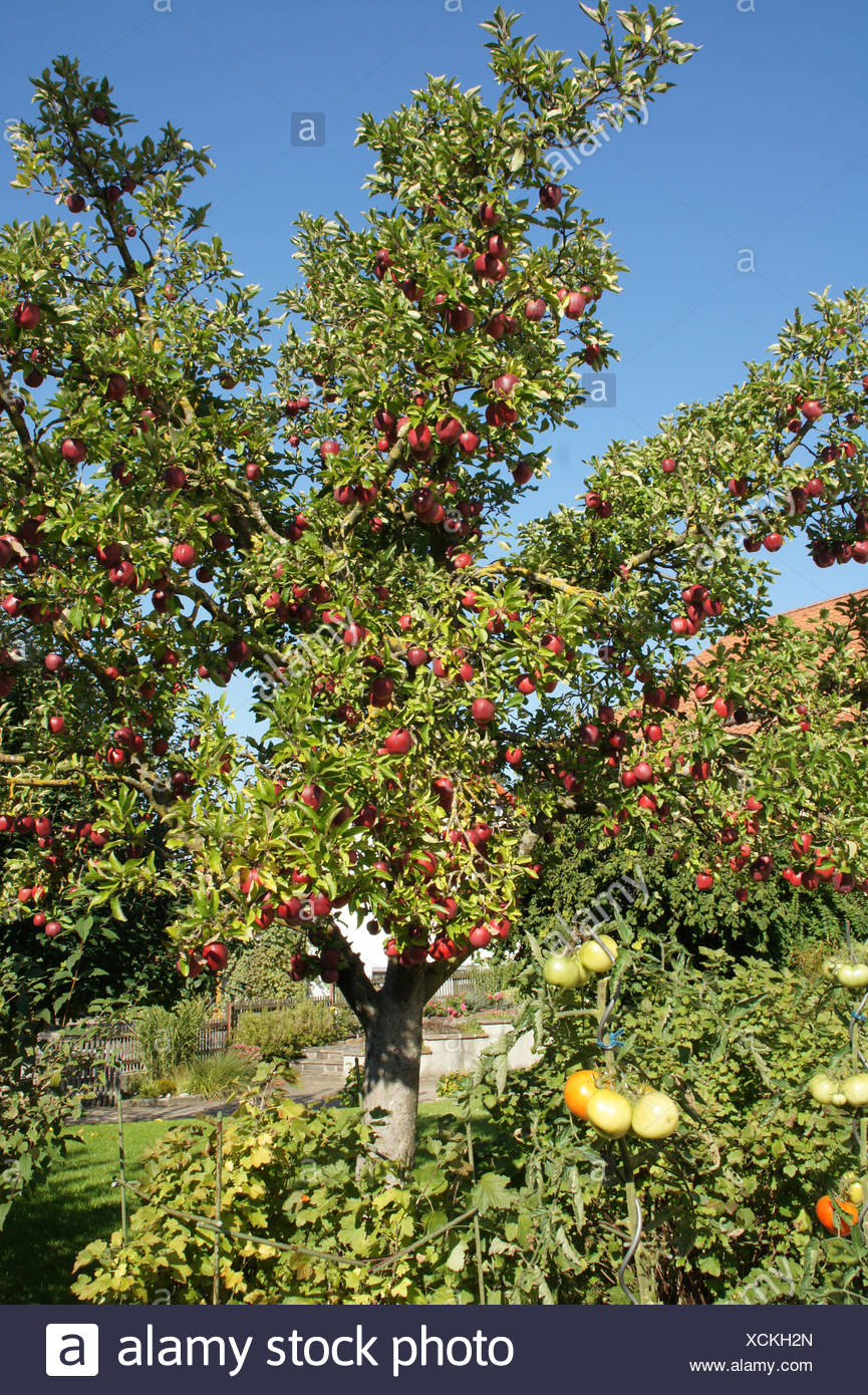 Buschbaum High Resolution Stock Photography and Images - Alamy