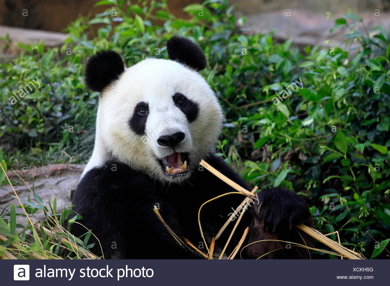 Panda Image High Resolution Stock Photography and Images - Alamy