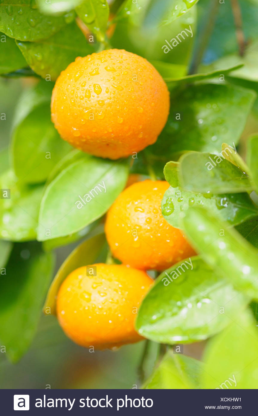 Citrus Madurensis Calamondin High Resolution Stock Photography and ...