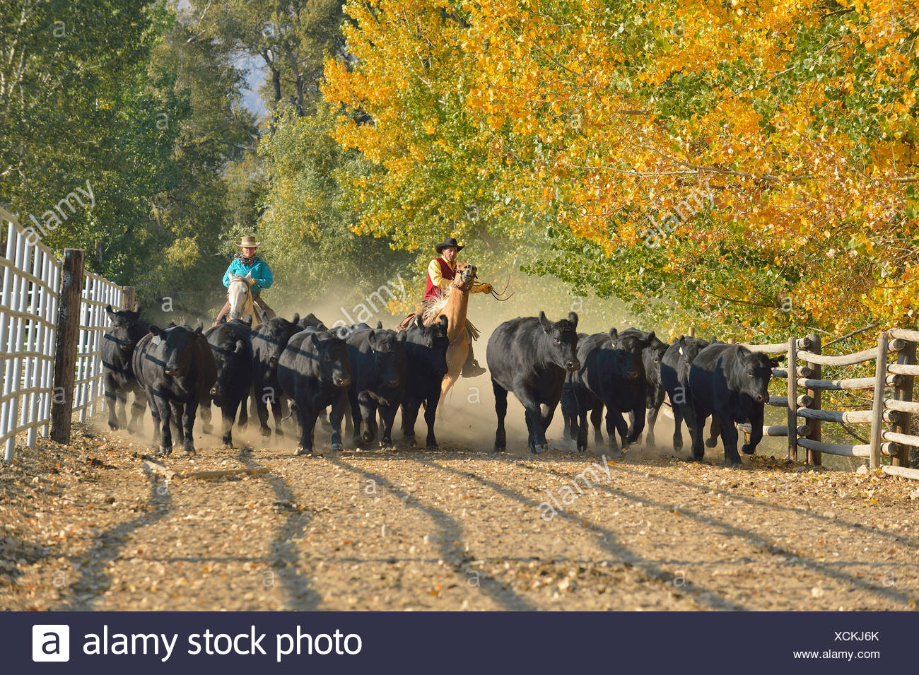 Cowgirl Herding Cattle High Resolution Stock Photography and Images - Alamy