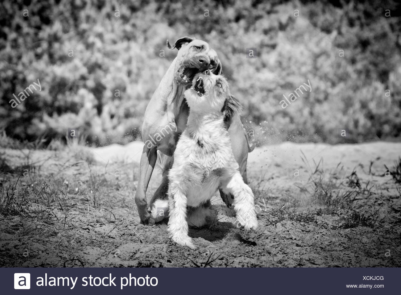 Black Rhodesian Ridgeback High Resolution Stock Photography and Images ...