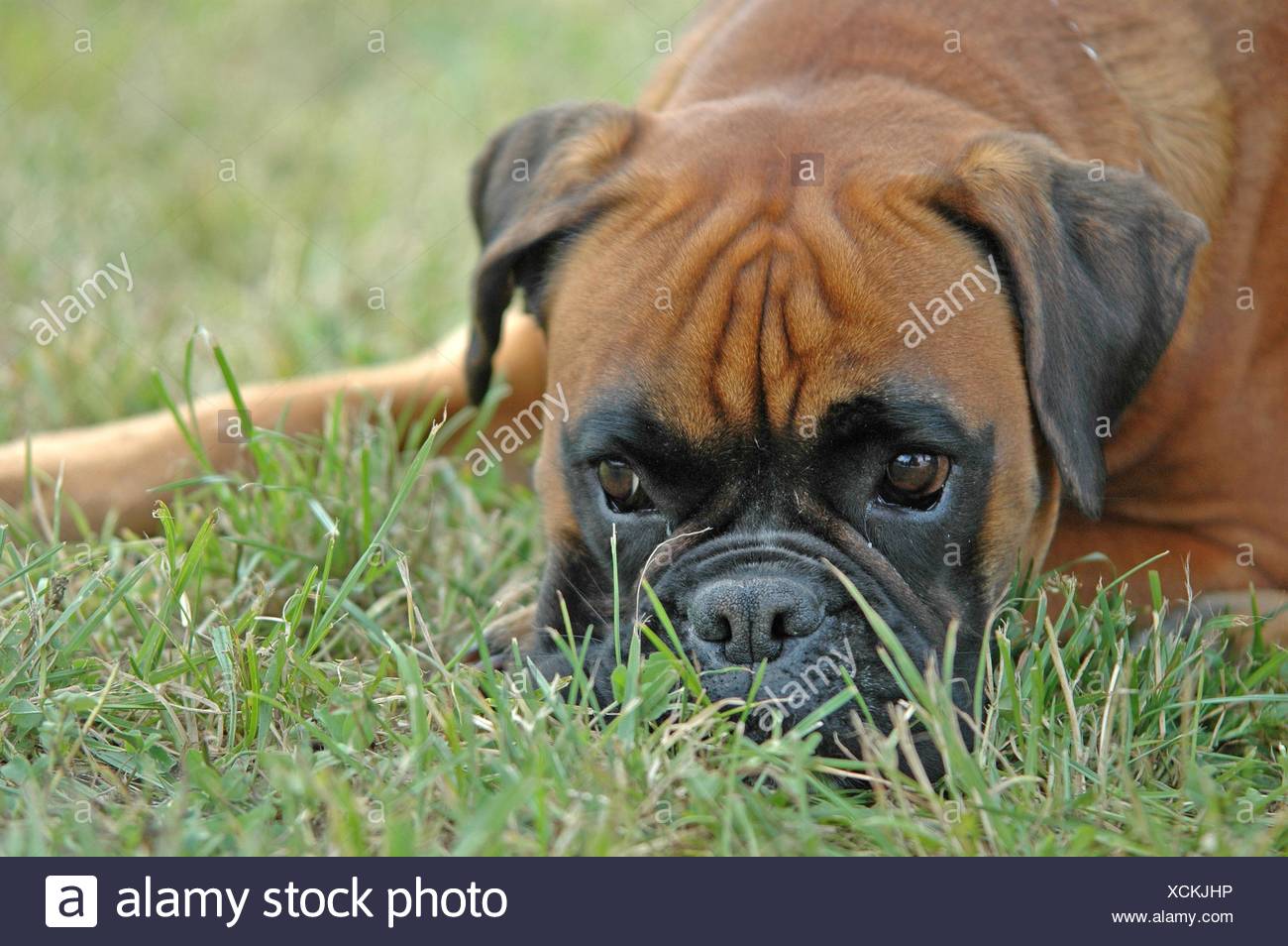 Boxer At Rest High Resolution Stock Photography and Images - Alamy