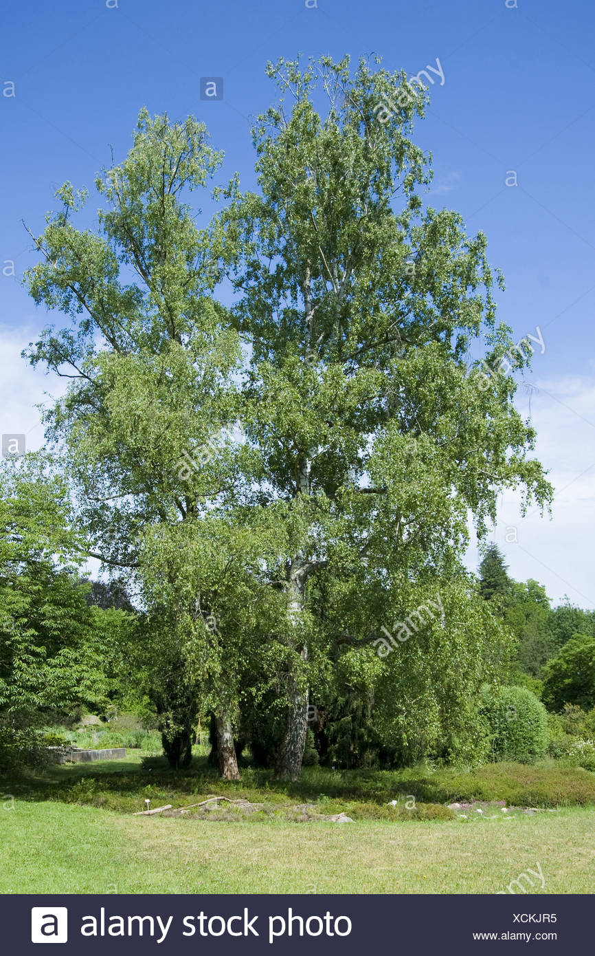 Silver Birch Betula Pendula Trees Stock Photos & Silver Birch Betula ...