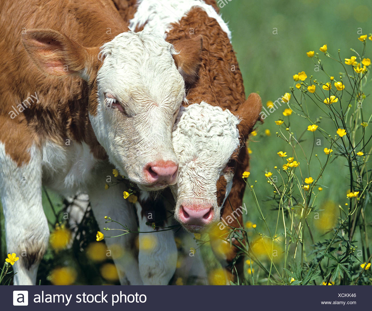 Simmental Cattle Stock Photos & Simmental Cattle Stock Images - Alamy