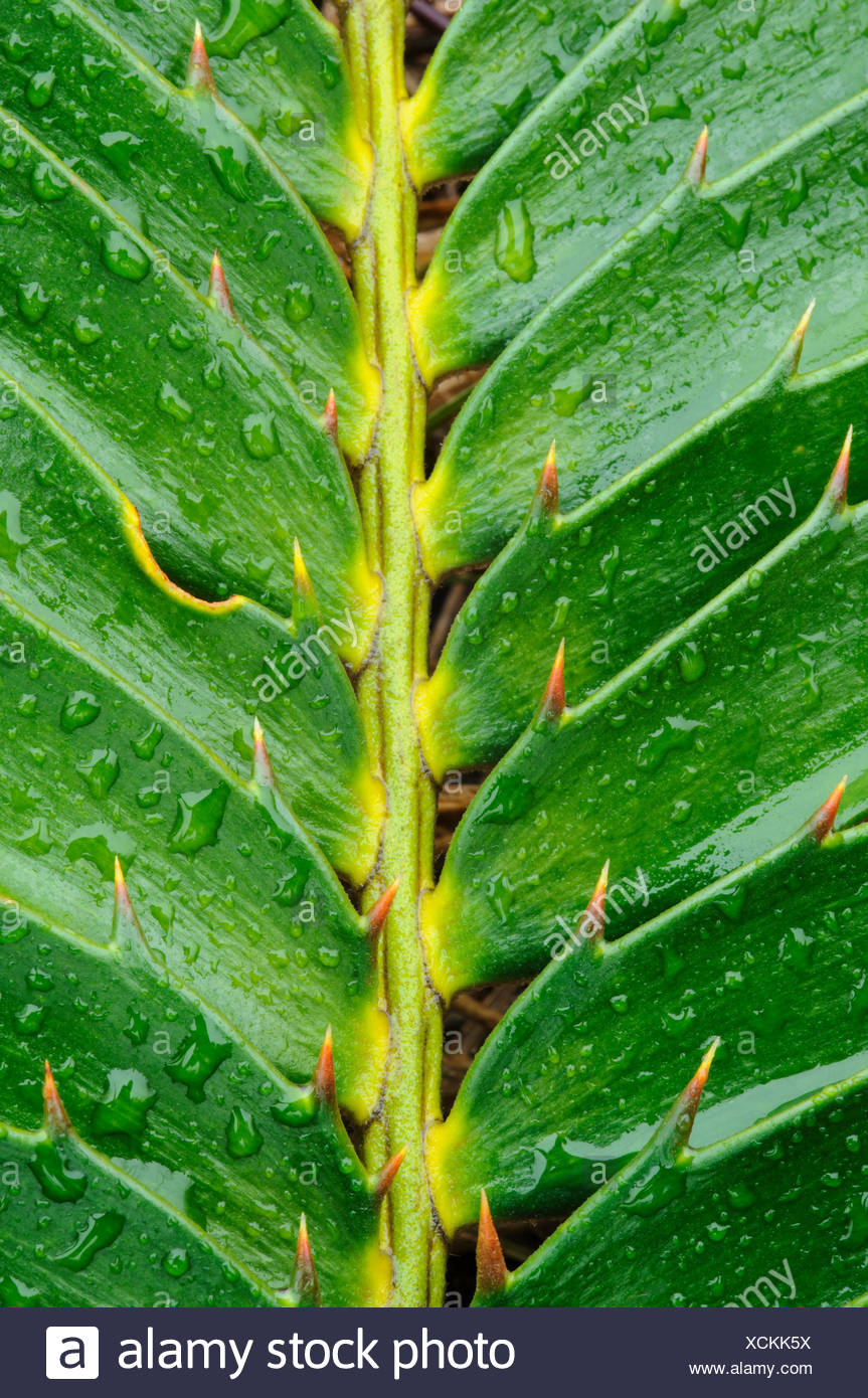 Modjadji Cycad Reserve High Resolution Stock Photography and Images - Alamy